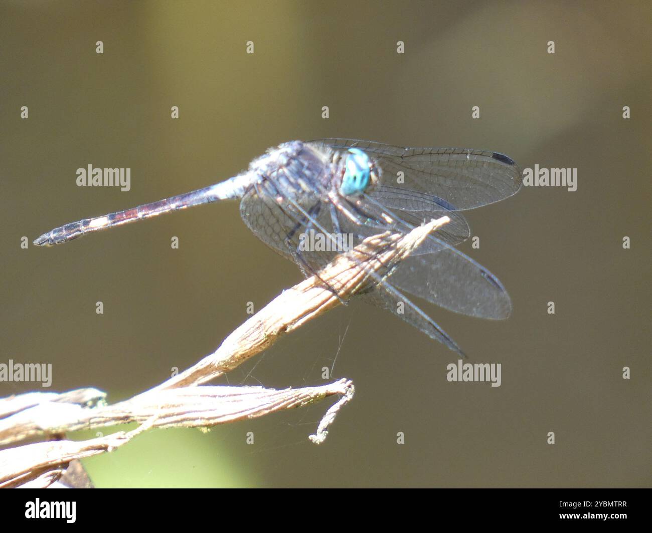 Black Dasher (Micrathyria atra) Insecta Stock Photo - Alamy