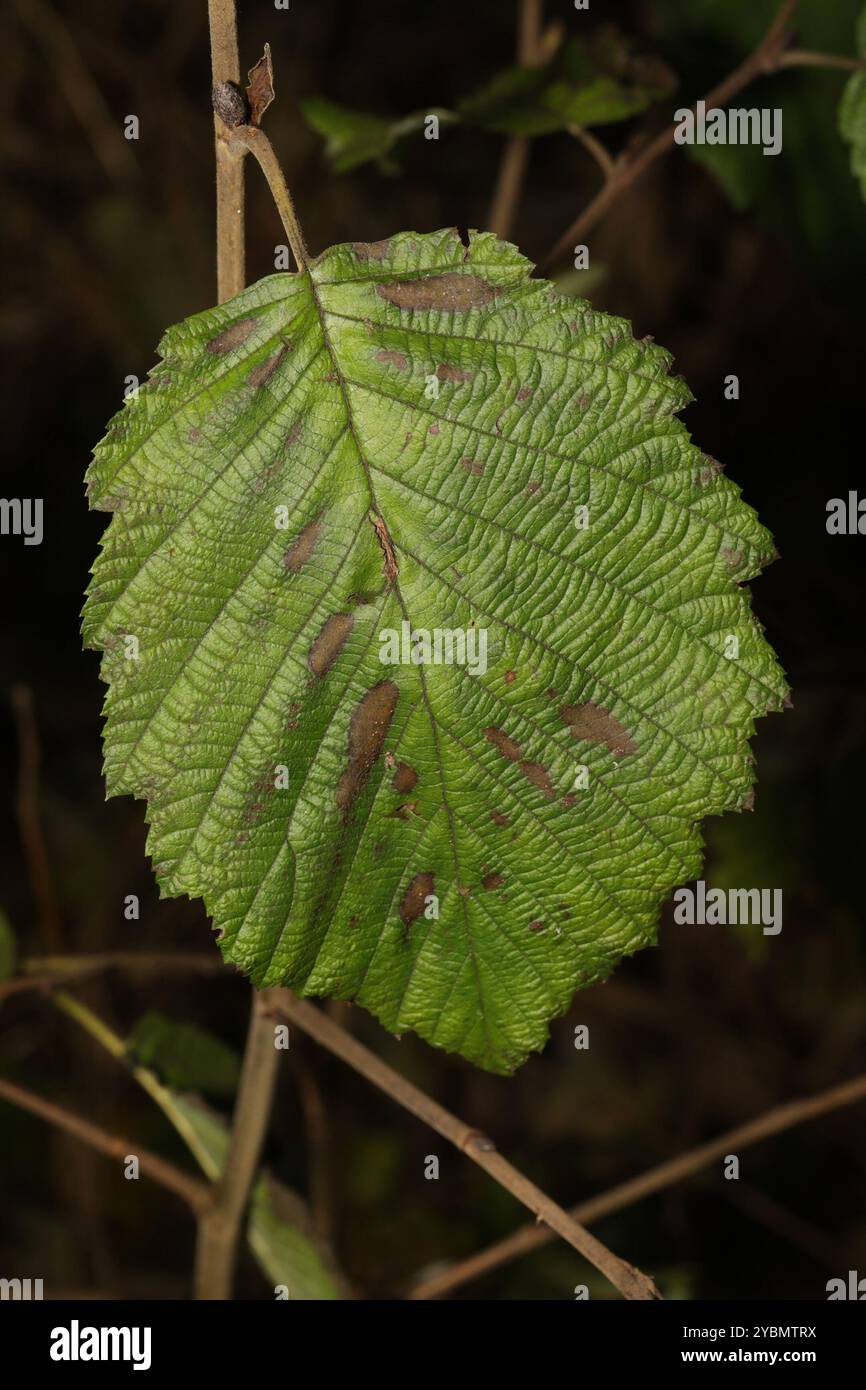 grey alder (Alnus incana) Plantae Stock Photo - Alamy