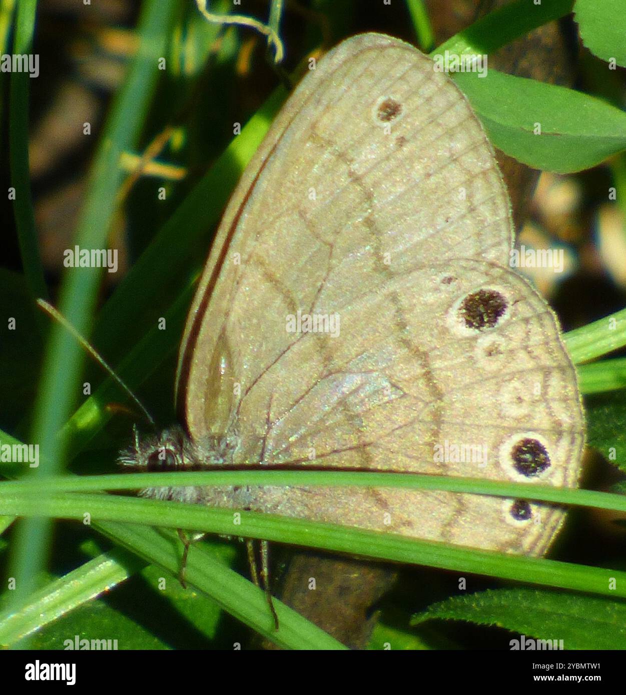 Carolina Satyr (Hermeuptychia sosybius) Insecta Stock Photo - Alamy