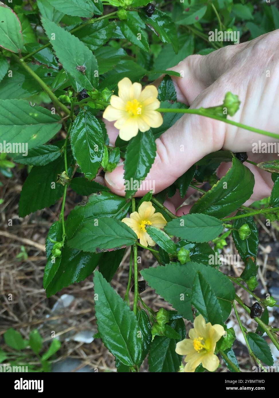 Common Fanpetals (Sida ulmifolia) Plantae Stock Photo - Alamy