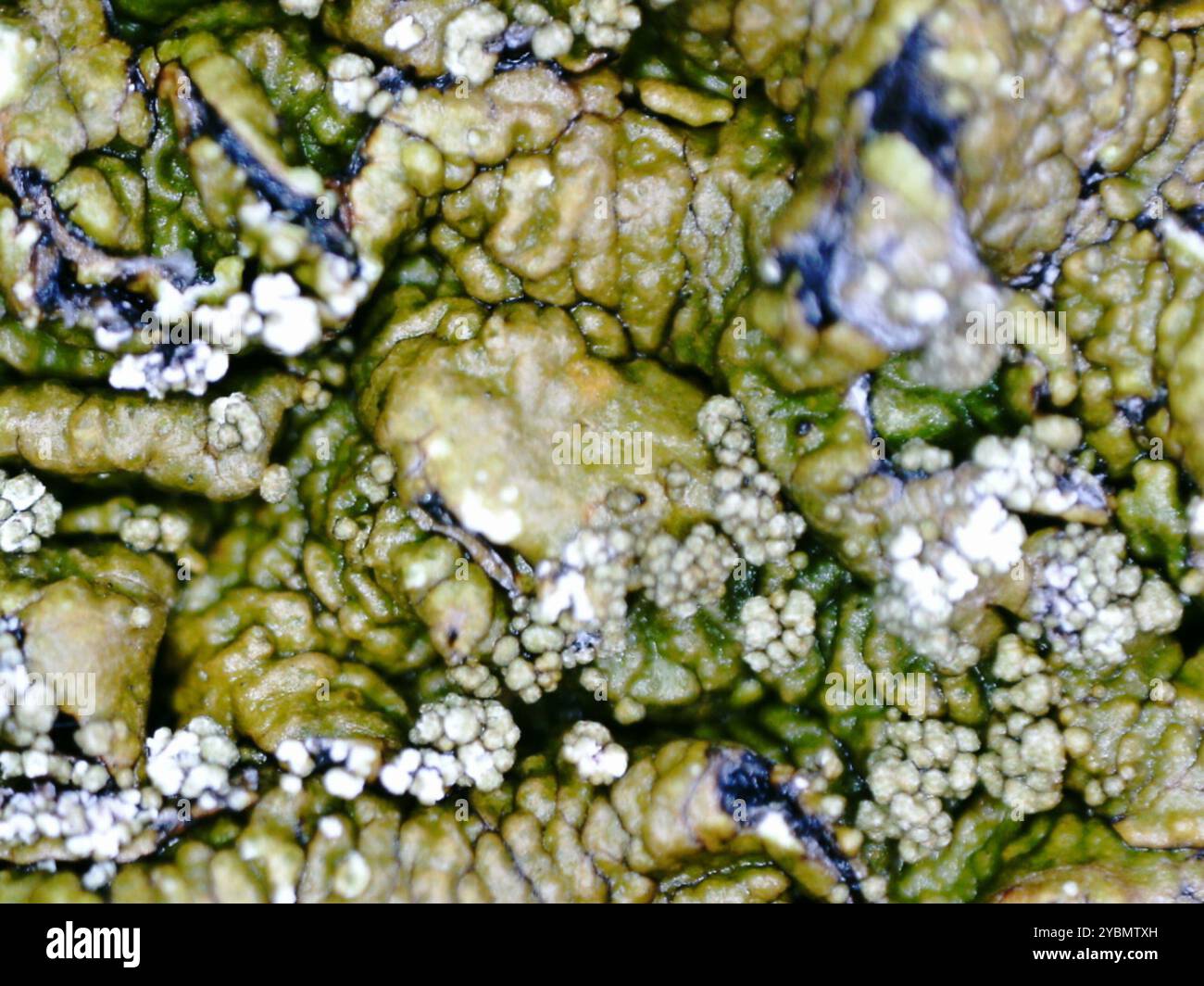 Blistered Camouflage Lichen (Xanthoparmelia loxodes) Fungi Stock Photo ...