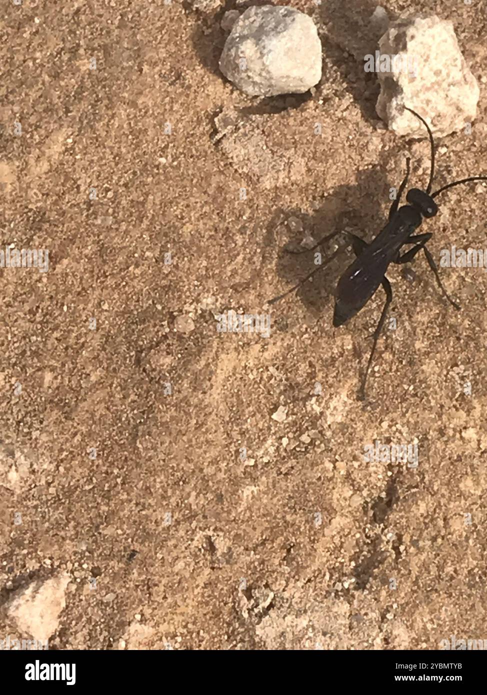 Spider Wasps (Pompilidae) Insecta Stock Photo - Alamy
