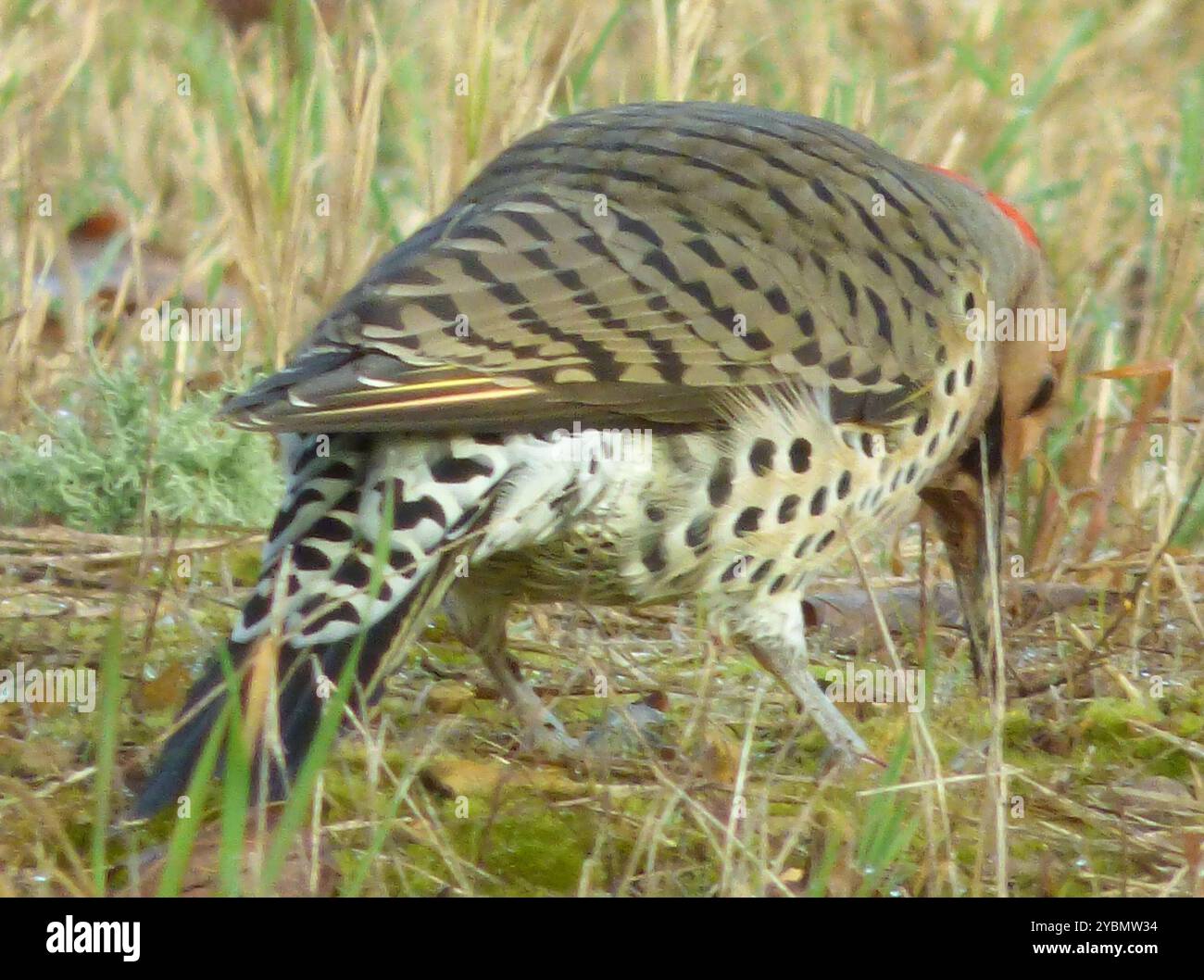 Northern Flicker (Colaptes auratus) Aves Stock Photo - Alamy