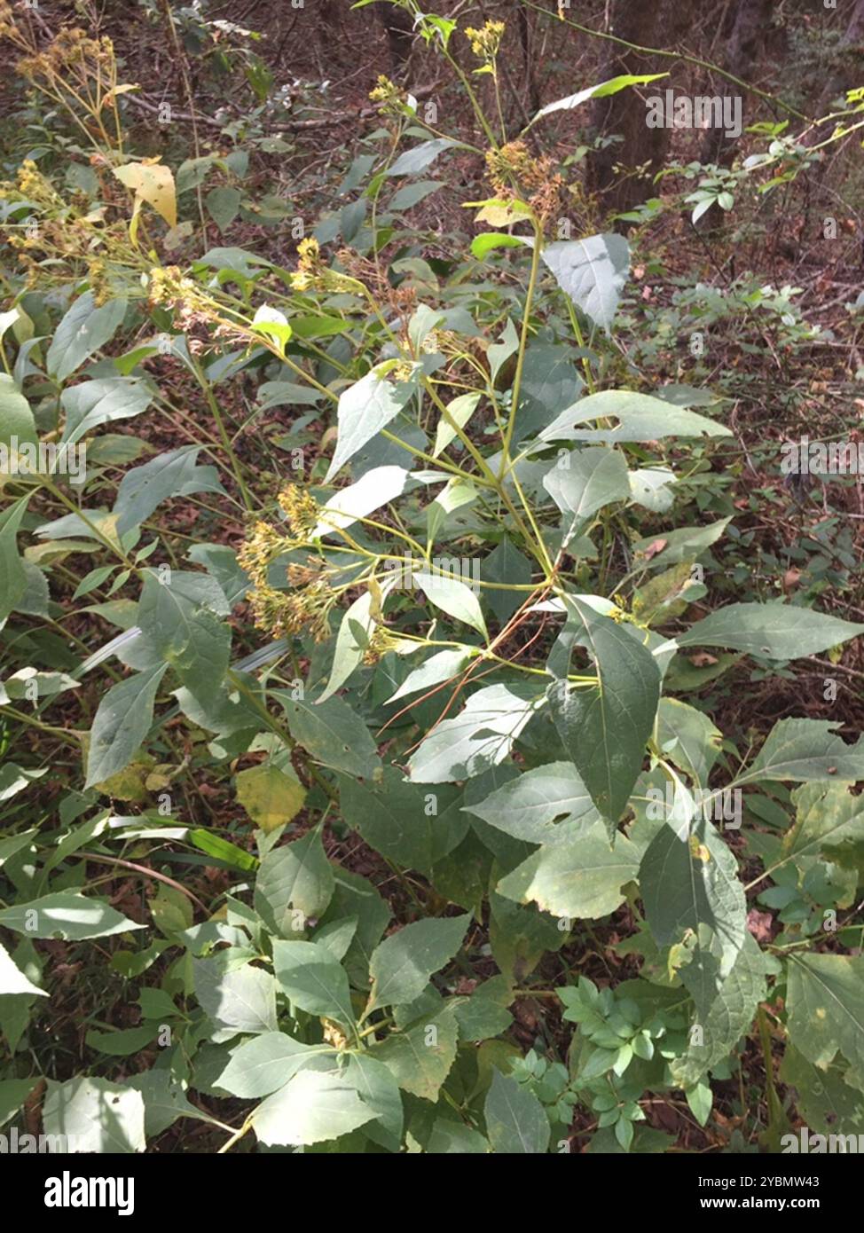 Yellow Crownbeard (Verbesina occidentalis) Plantae Stock Photo - Alamy