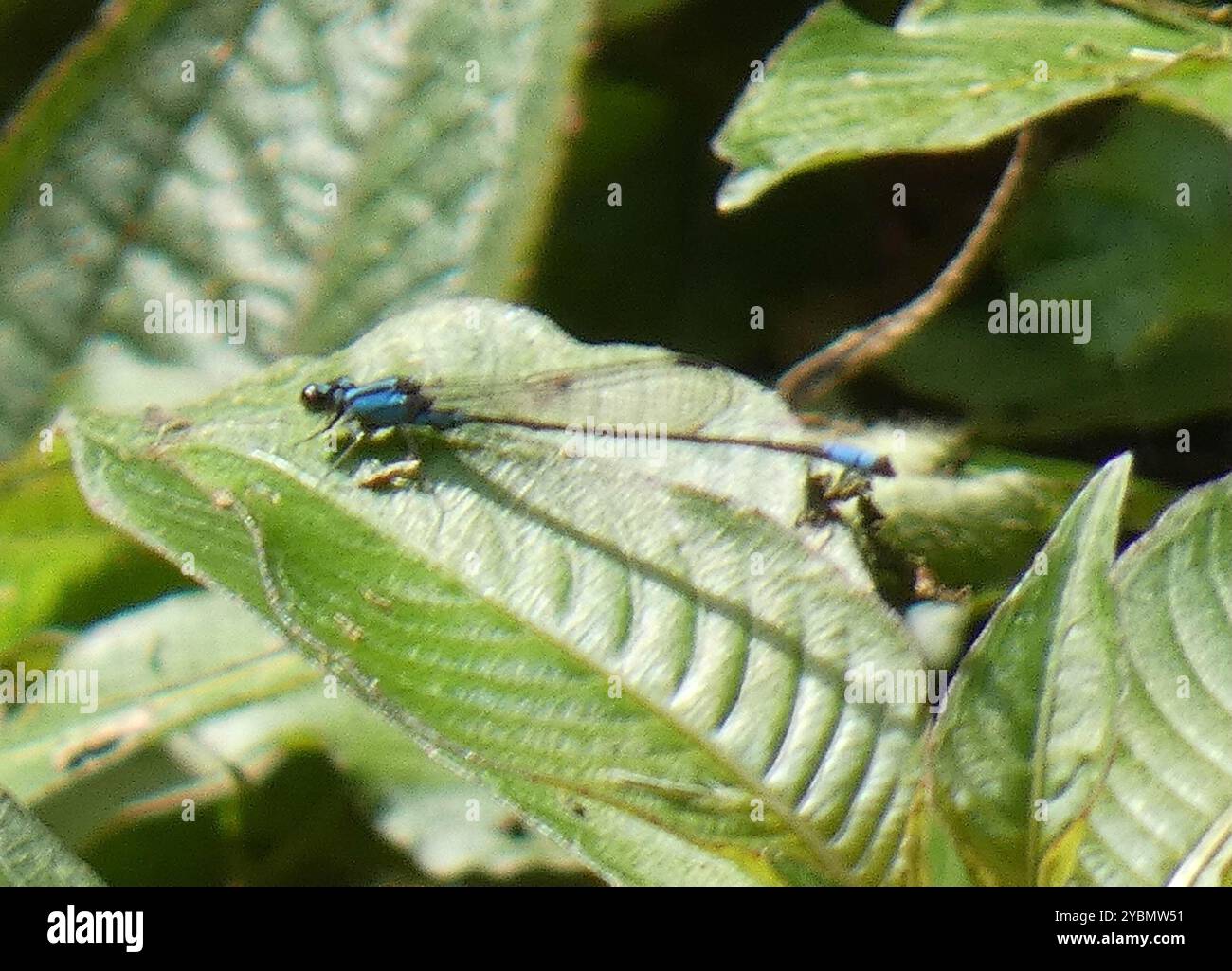 Wedgetails (Acanthagrion) Insecta Stock Photo - Alamy