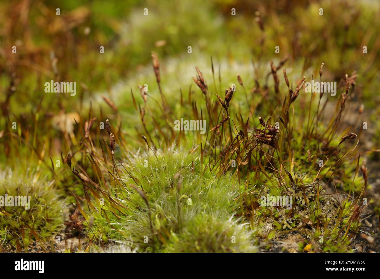 Wall Screw-moss (Tortula muralis) Plantae Stock Photo - Alamy