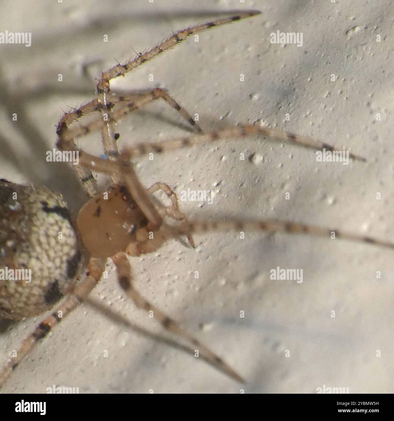 Comb-footed Spiders (Theridiidae) Arachnida Stock Photo - Alamy