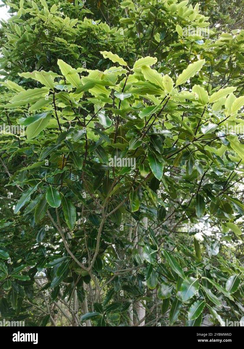 tarata (Pittosporum eugenioides) Plantae Stock Photo - Alamy