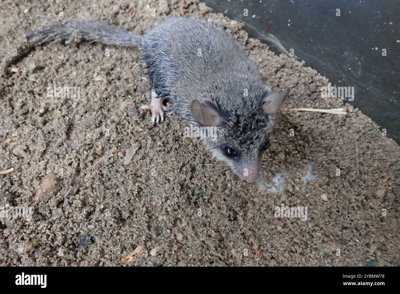 Woodland Dormouse (Graphiurus murinus) Mammalia Stock Photo - Alamy