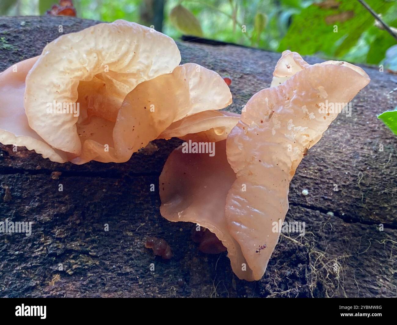 Wood ear fungi (Auricularia) Fungi Stock Photo - Alamy