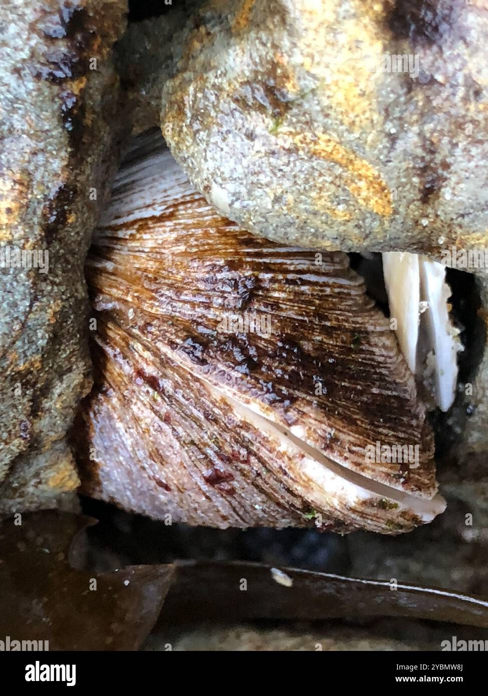 Boring Softshell Clam (Platyodon cancellatus) Mollusca Stock Photo - Alamy