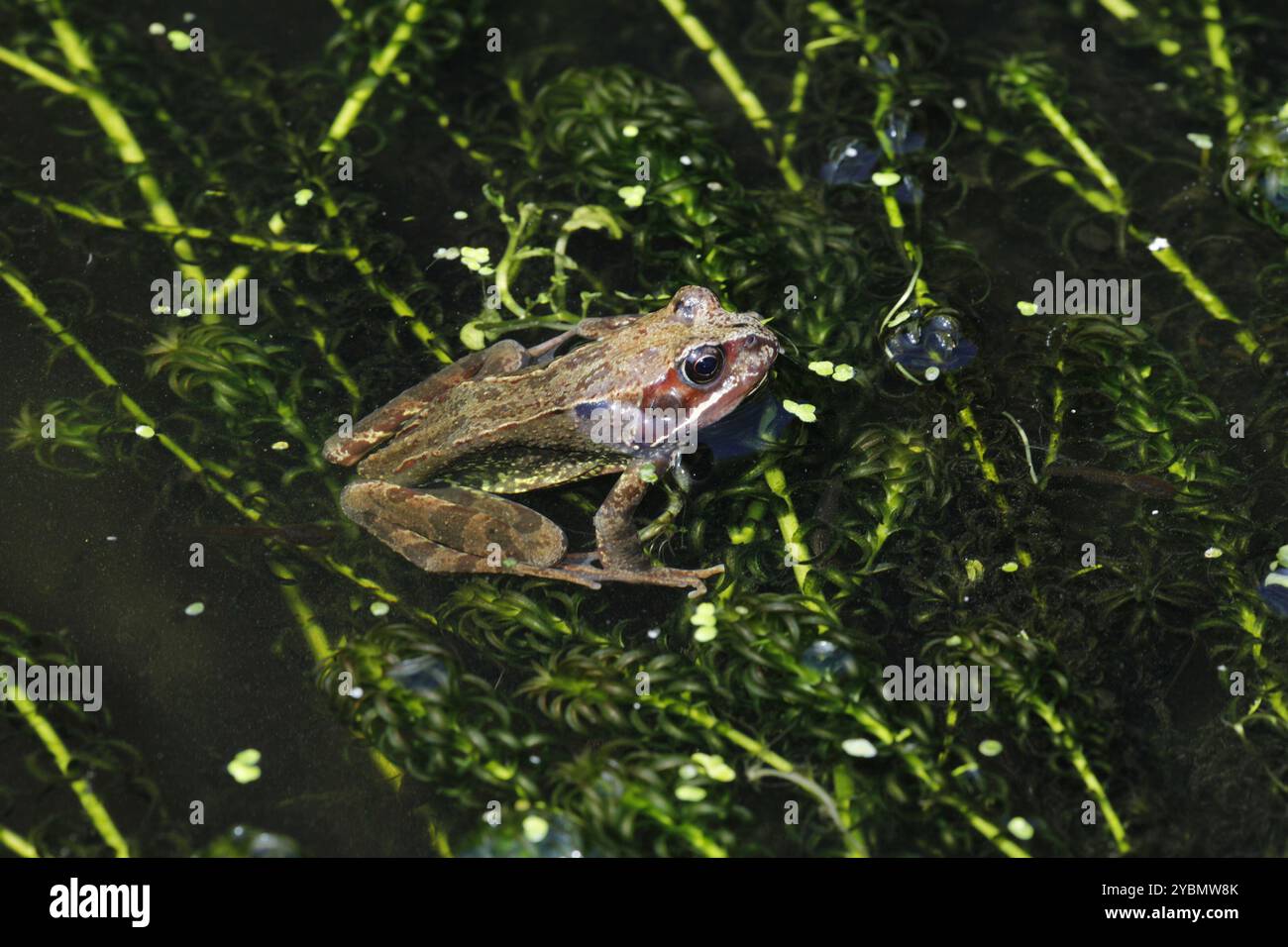 European Common Frog (Rana temporaria) Amphibia Stock Photo - Alamy