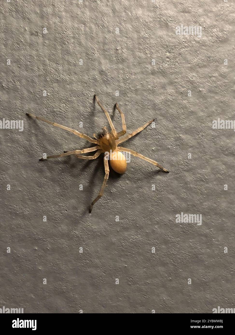 Northern Yellow Sac Spider (Cheiracanthium mildei) Arachnida Stock ...