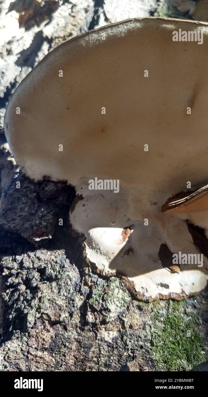 Resinous Polypore (Ischnoderma resinosum) Fungi Stock Photo - Alamy