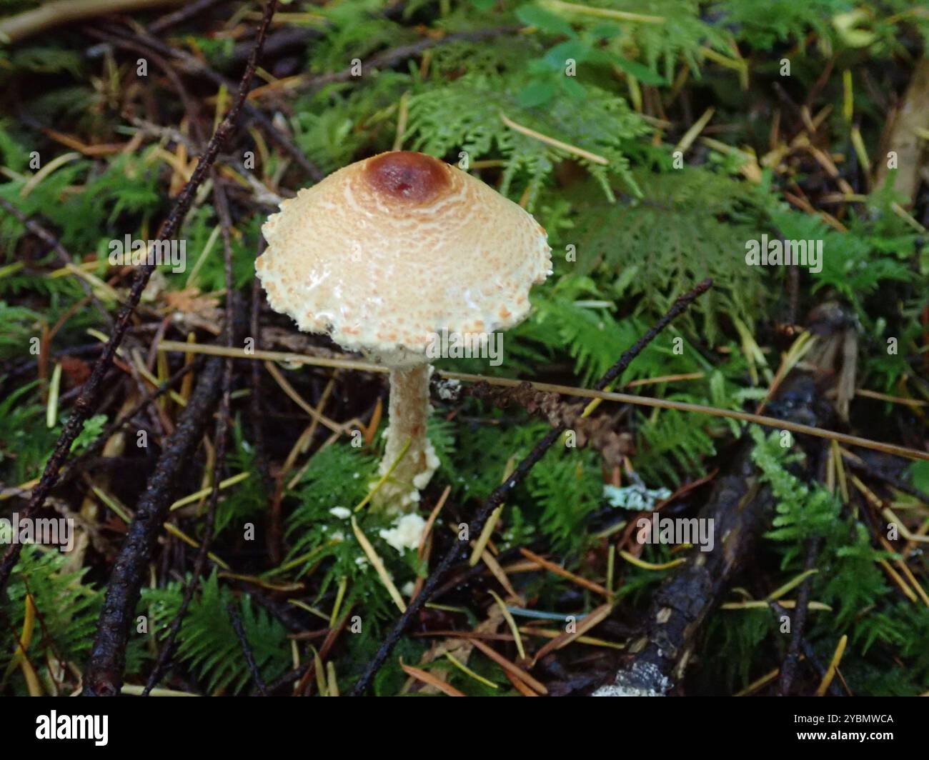 yellowfoot dapperling (Lepiota magnispora) Fungi Stock Photo - Alamy