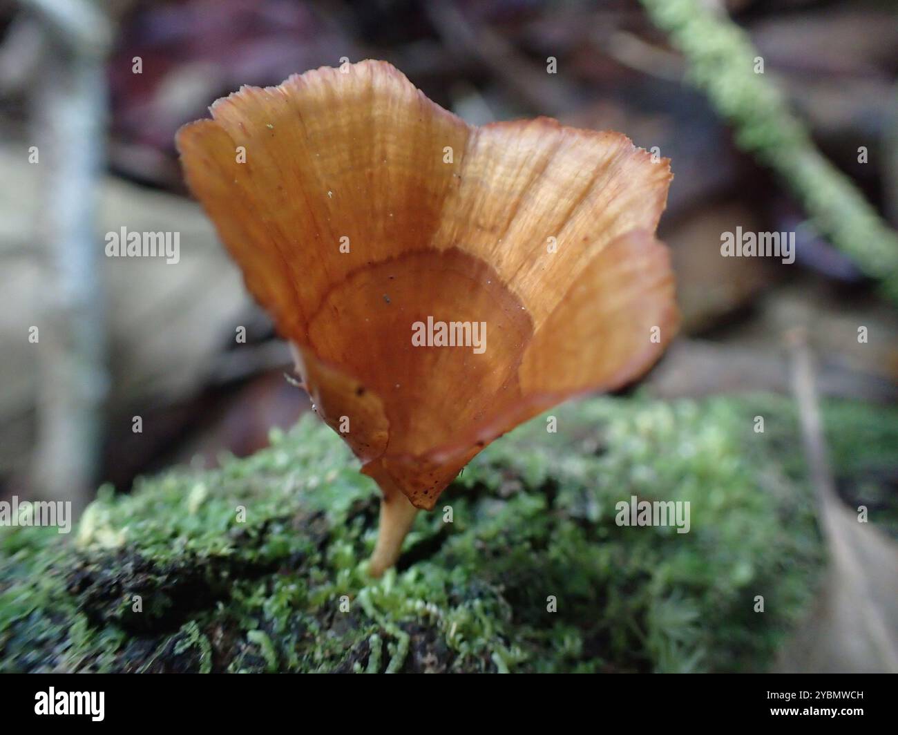 Wine Glass Fungus (Podoscypha petalodes) Fungi Stock Photo - Alamy