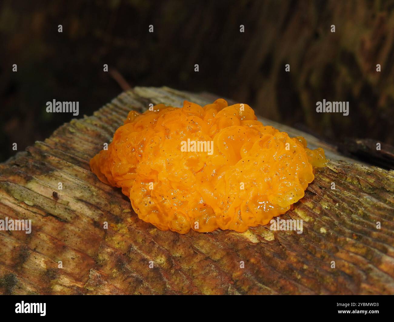 Orange Jelly Spot (Dacrymyces chrysospermus) Fungi Stock Photo - Alamy
