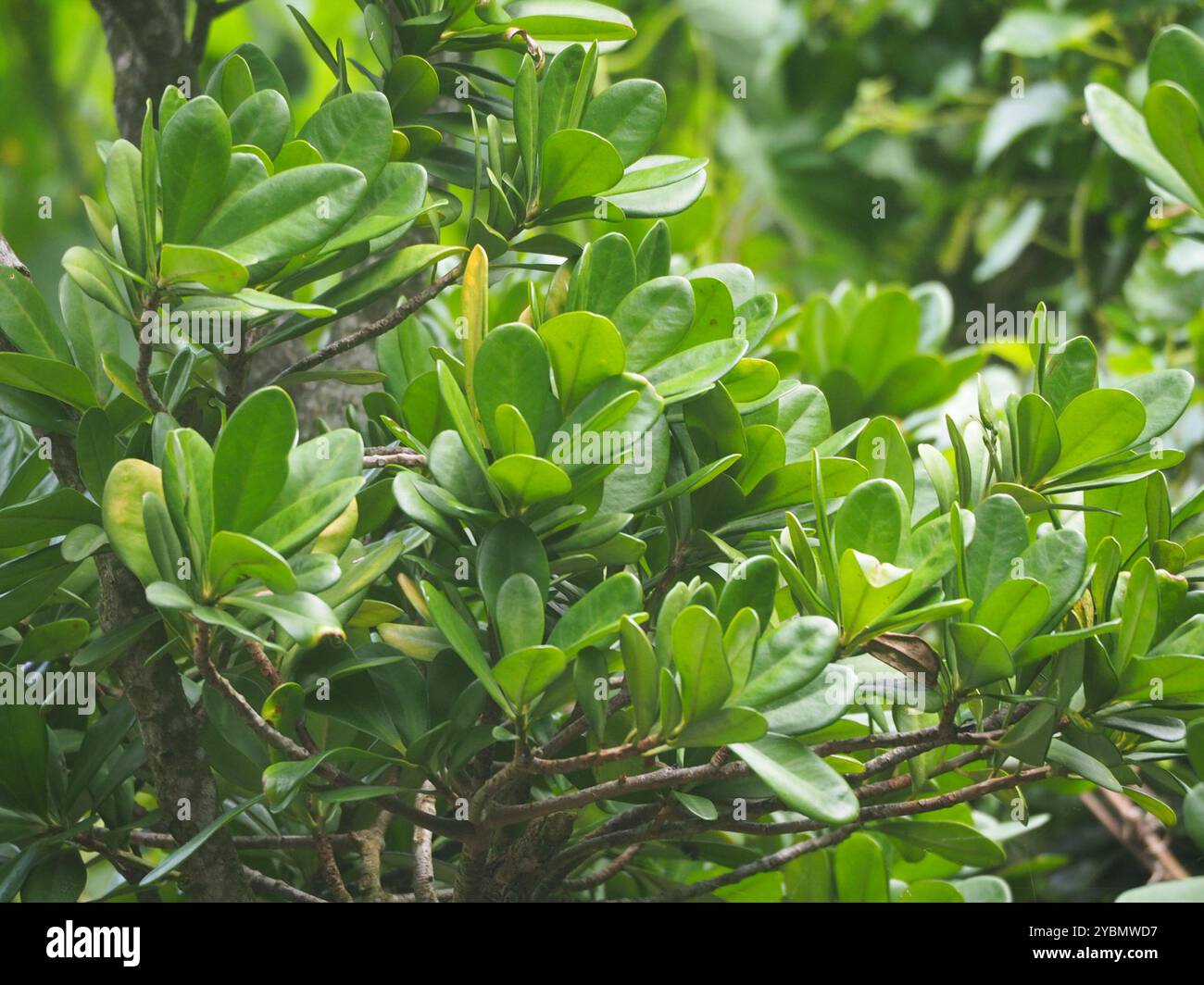 shoebutton Ardisia (Ardisia elliptica) Plantae Stock Photo - Alamy
