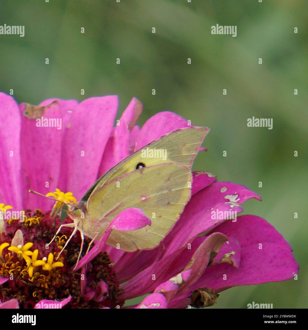 Southern Dogface (Zerene cesonia) Insecta Stock Photo - Alamy