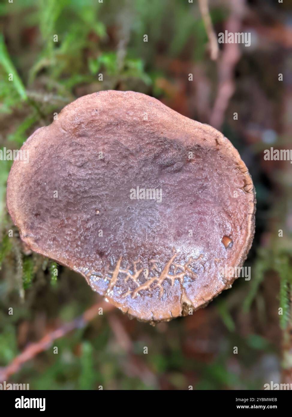 boletes (Boletaceae) Fungi Stock Photo - Alamy