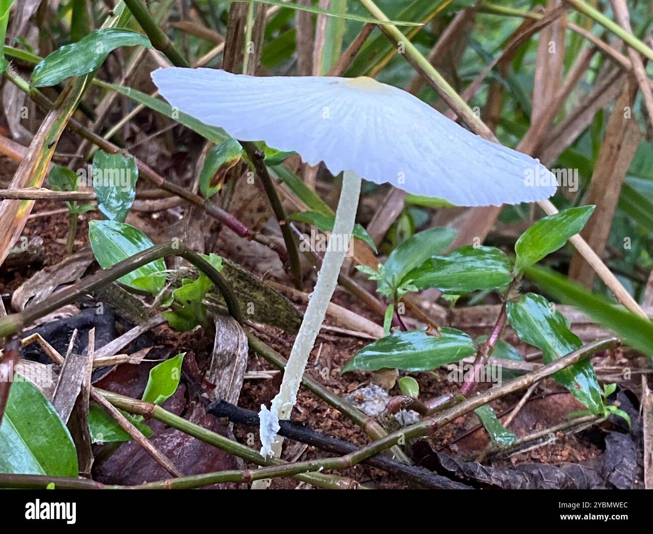 Fragile Dapperling (Leucocoprinus fragilissimus) Fungi Stock Photo - Alamy