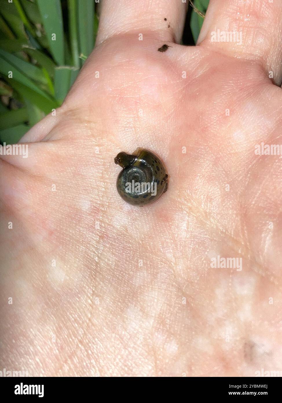 Marsh Ramshorn (Planorbella trivolvis) Mollusca Stock Photo - Alamy