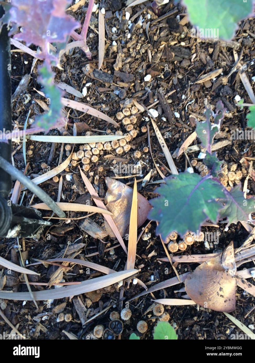 bird's nest fungi (Nidulariaceae) Fungi Stock Photo - Alamy