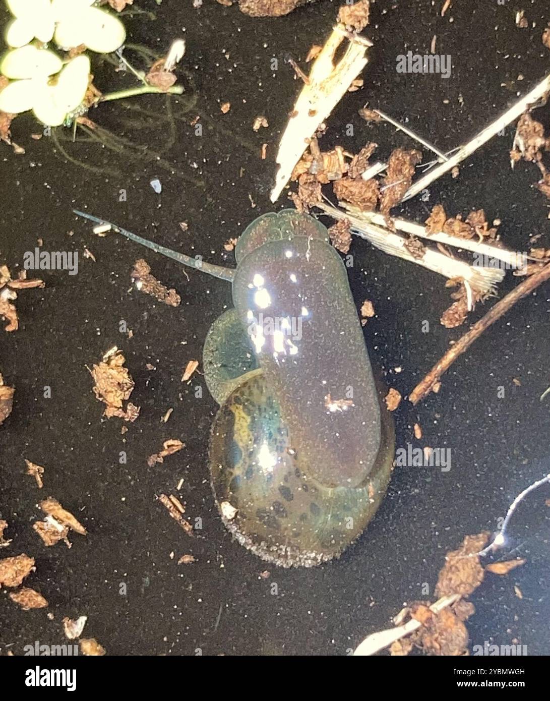 Ramshorn snails (Planorbidae) Mollusca Stock Photo - Alamy