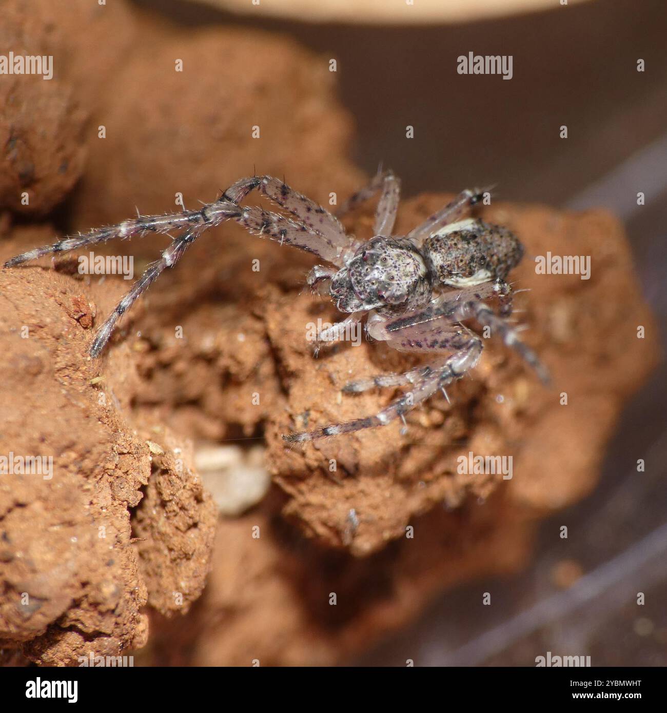 Octopus Spiders (Tmarus) Arachnida Stock Photo - Alamy