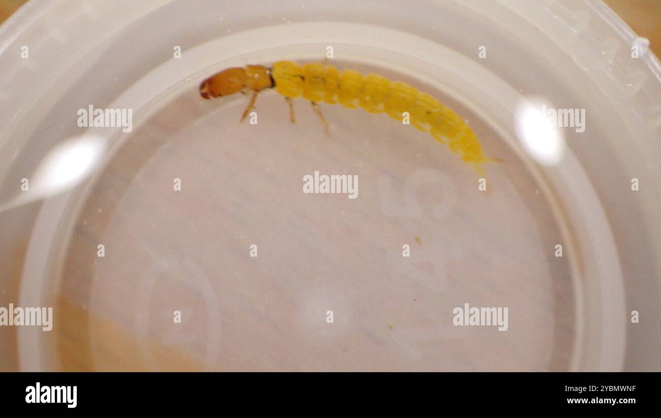 Little Black Caddisflies (Chimarra) Insecta Stock Photo - Alamy