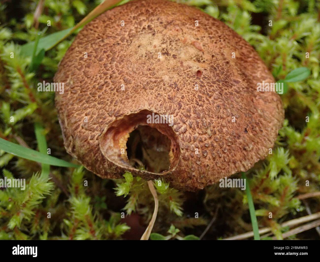 Western Painted Suillus (Suillus lakei) Fungi Stock Photo - Alamy