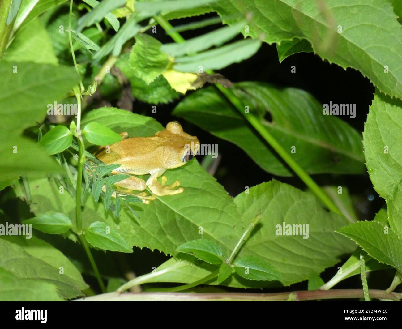 Semi-lined Tree Frog (Boana semilineata) Amphibia Stock Photo - Alamy