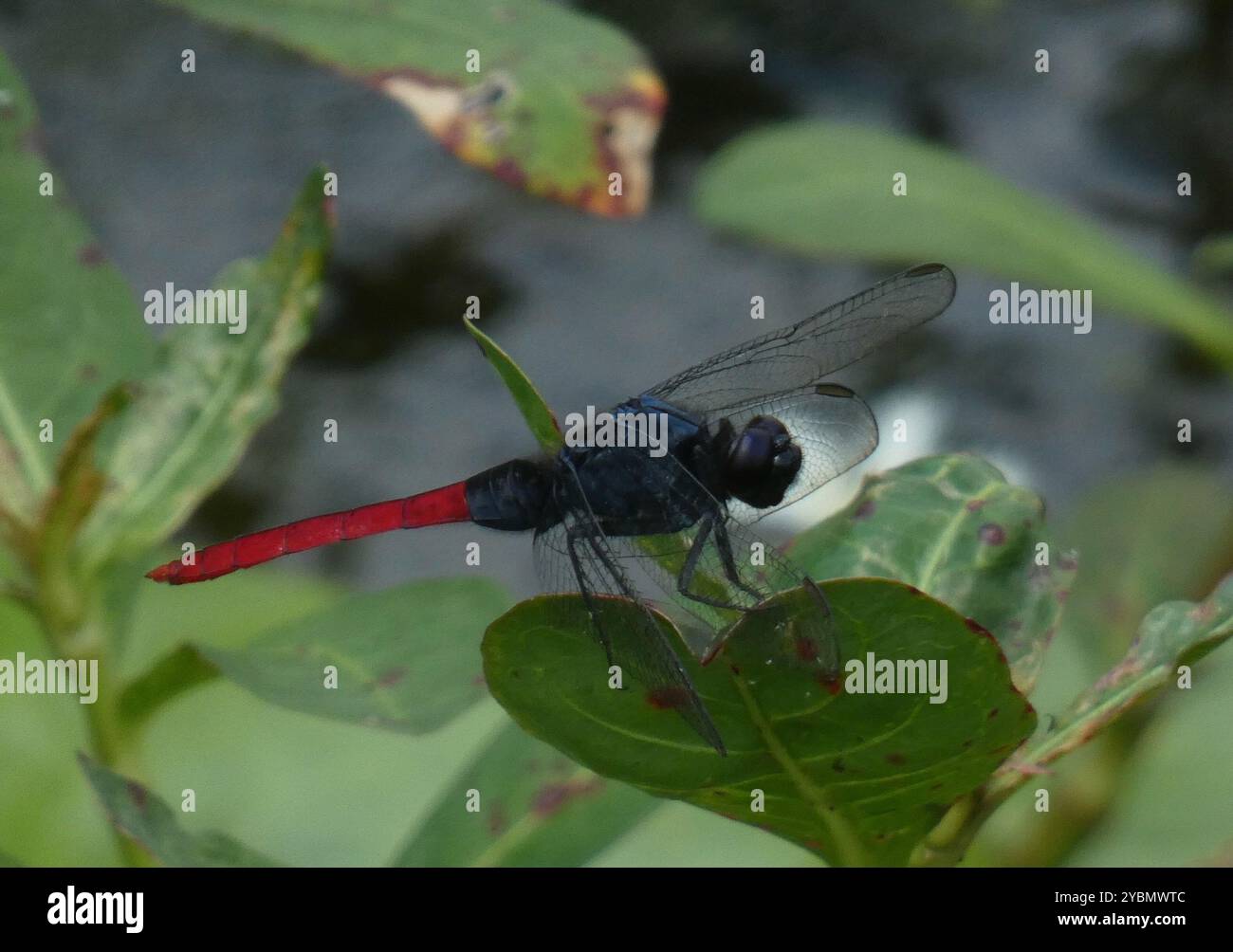 Flame-tailed Pondhawk (Erythemis peruviana) Insecta Stock Photo - Alamy