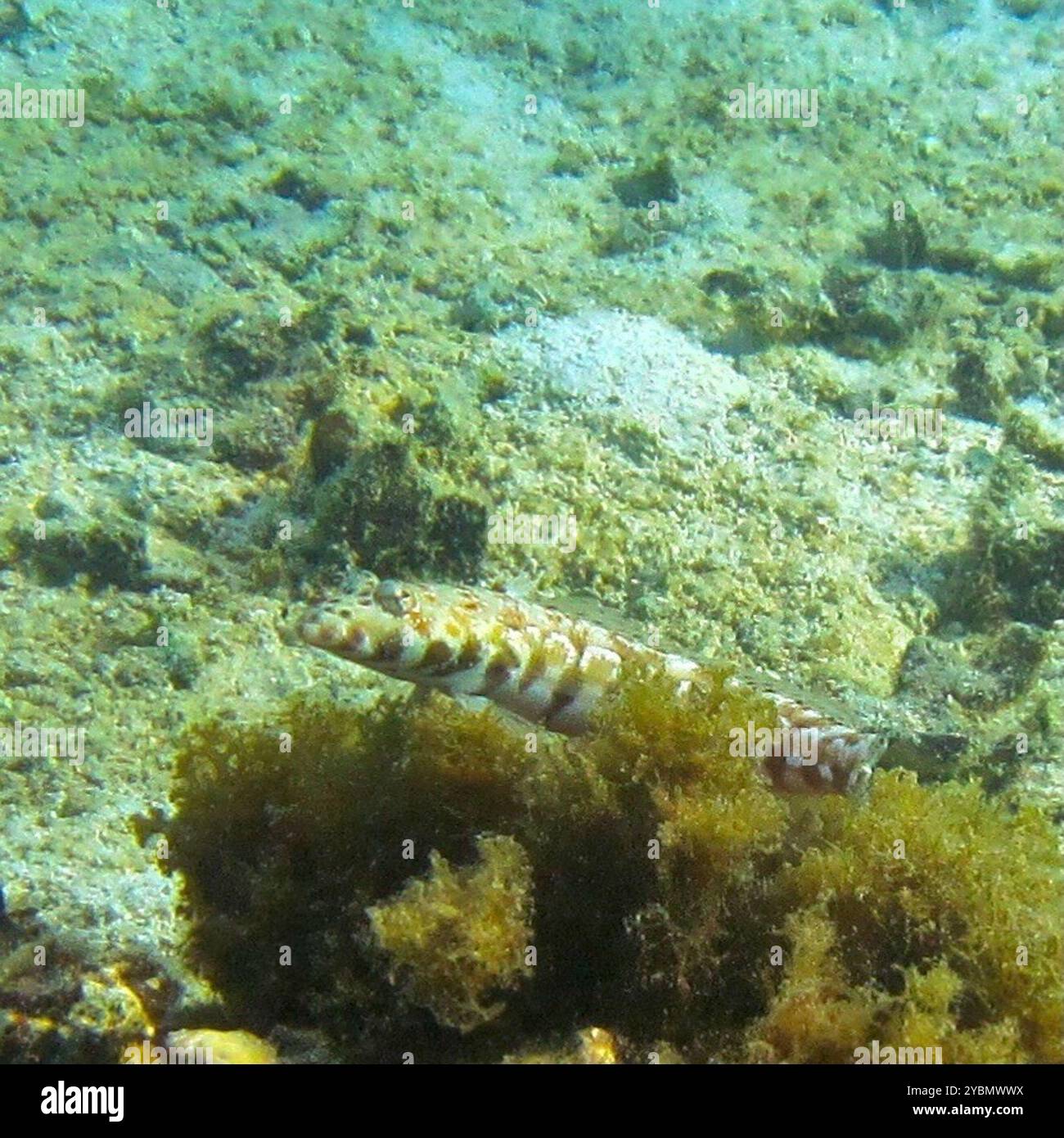 Thousand-spot Grubfish (Parapercis millepunctata) Actinopterygii Stock ...