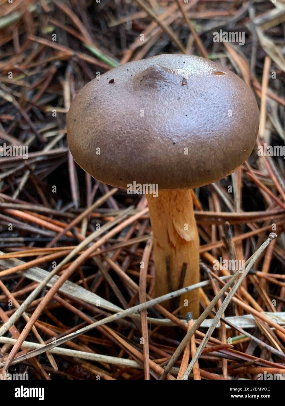 Pine Spikes (Chroogomphus vinicolor) Fungi Stock Photo - Alamy
