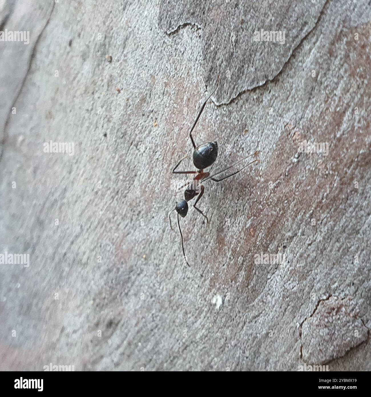 Giant Sugar Ant (Camponotus intrepidus) Insecta Stock Photo - Alamy