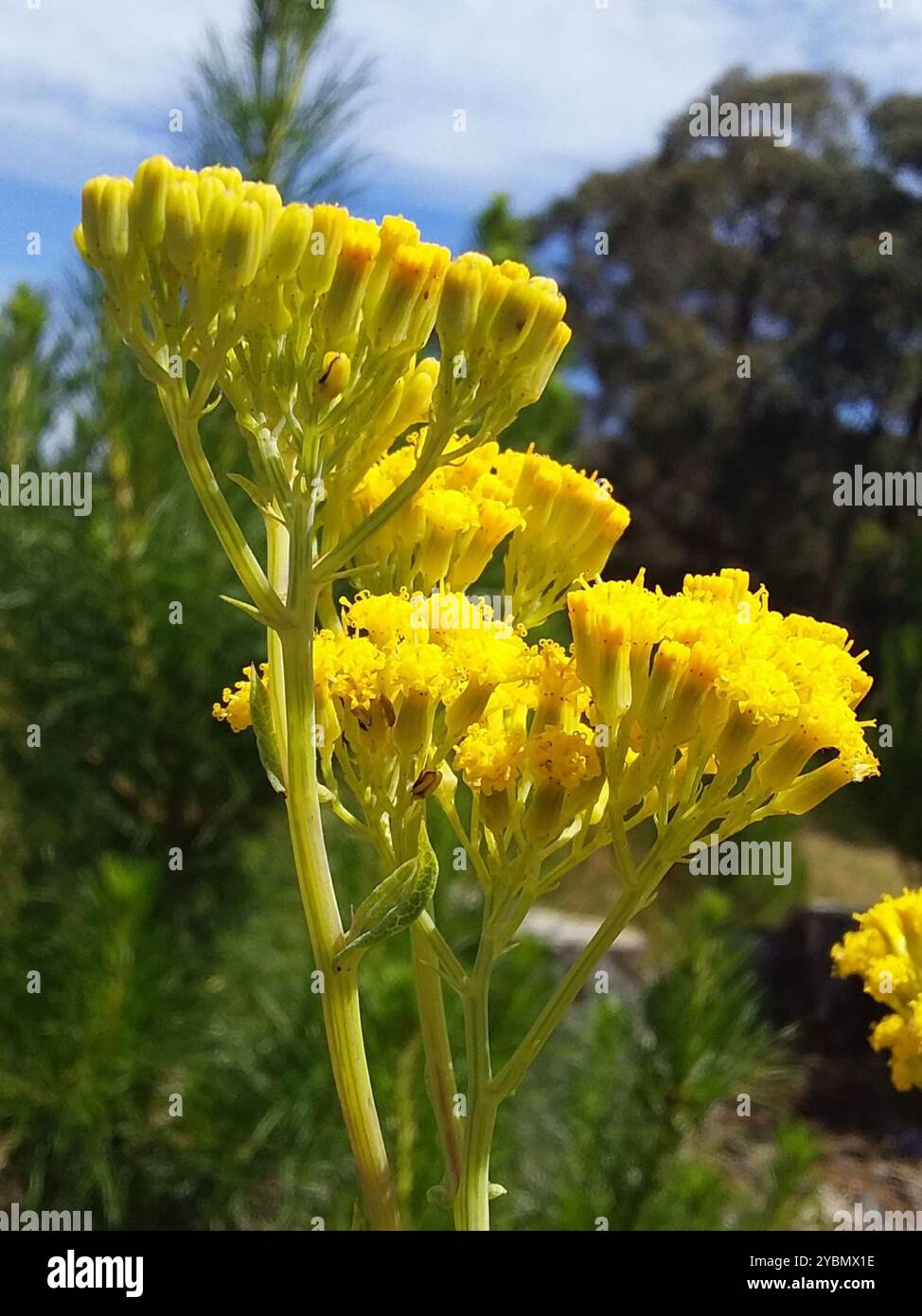 Scented Groundsel (Senecio odoratus) Plantae Stock Photo - Alamy