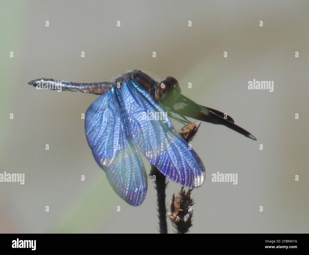 Clearspot Bluewing (Zenithoptera lanei) Insecta Stock Photo - Alamy