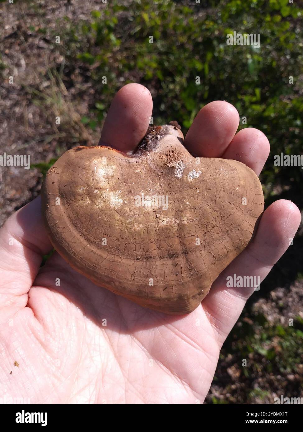 golden reishi (Ganoderma curtisii) Fungi Stock Photo - Alamy