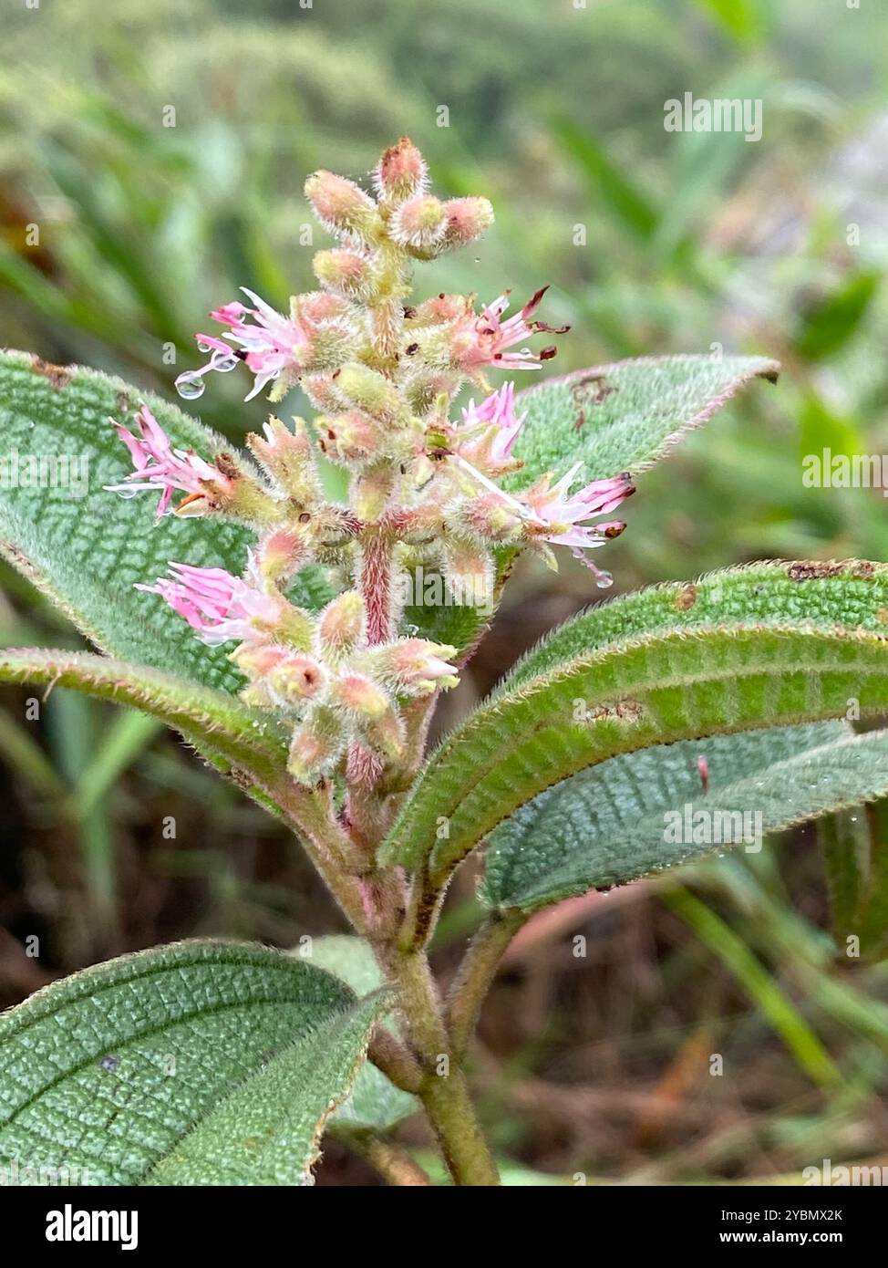 vascular plants (Tracheophyta) Plantae Stock Photo - Alamy