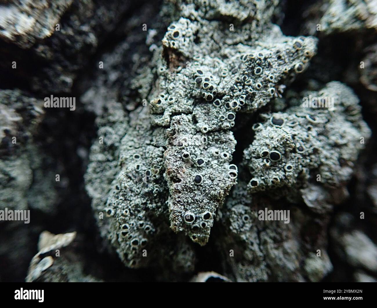 Bolander's Rinodina Lichen (Rinodina bolanderi) Fungi Stock Photo - Alamy
