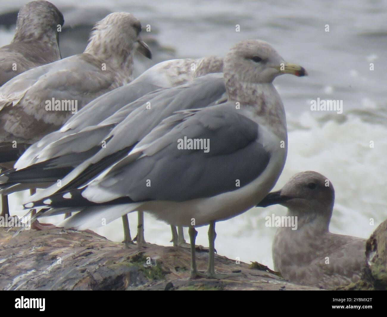 California Gull (Larus californicus) Aves Stock Photo - Alamy