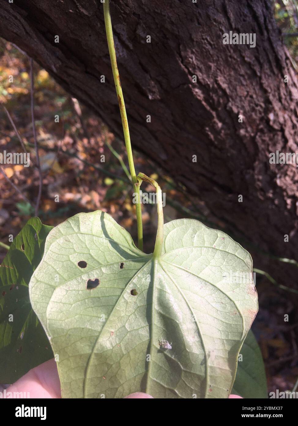 Chinese yam (Dioscorea polystachya) Plantae Stock Photo - Alamy