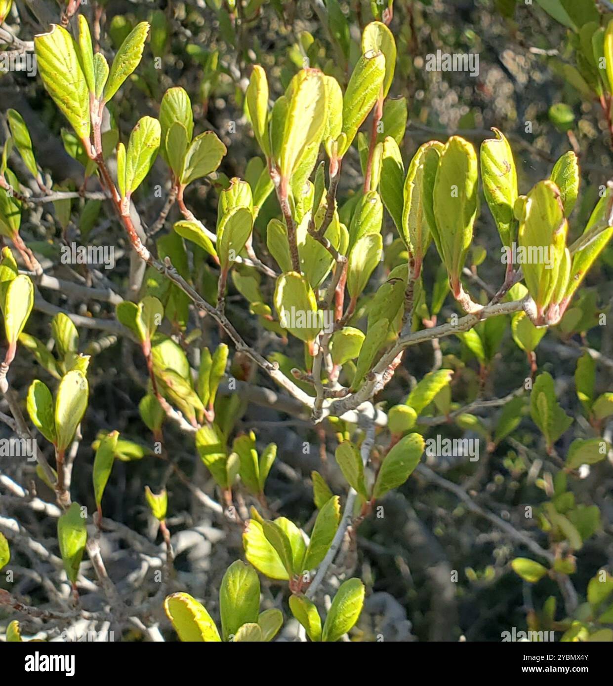 mountain mahoganies (Cercocarpus) Plantae Stock Photo - Alamy