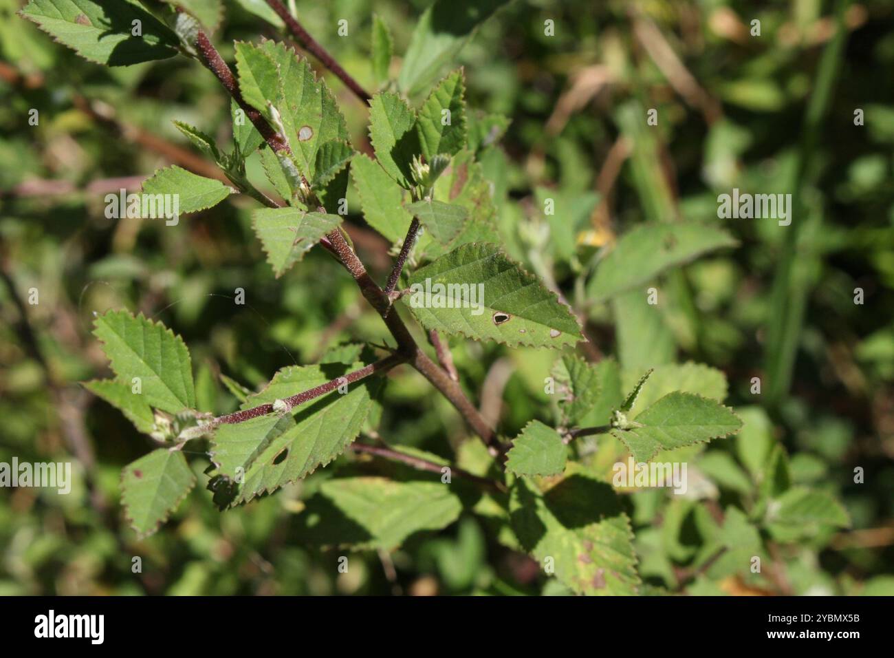 Cuban jute (Sida rhombifolia) Plantae Stock Photo - Alamy