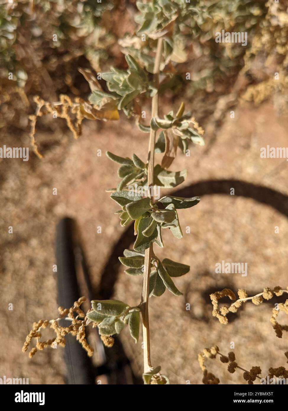 big saltbush (Atriplex lentiformis) Plantae Stock Photo - Alamy