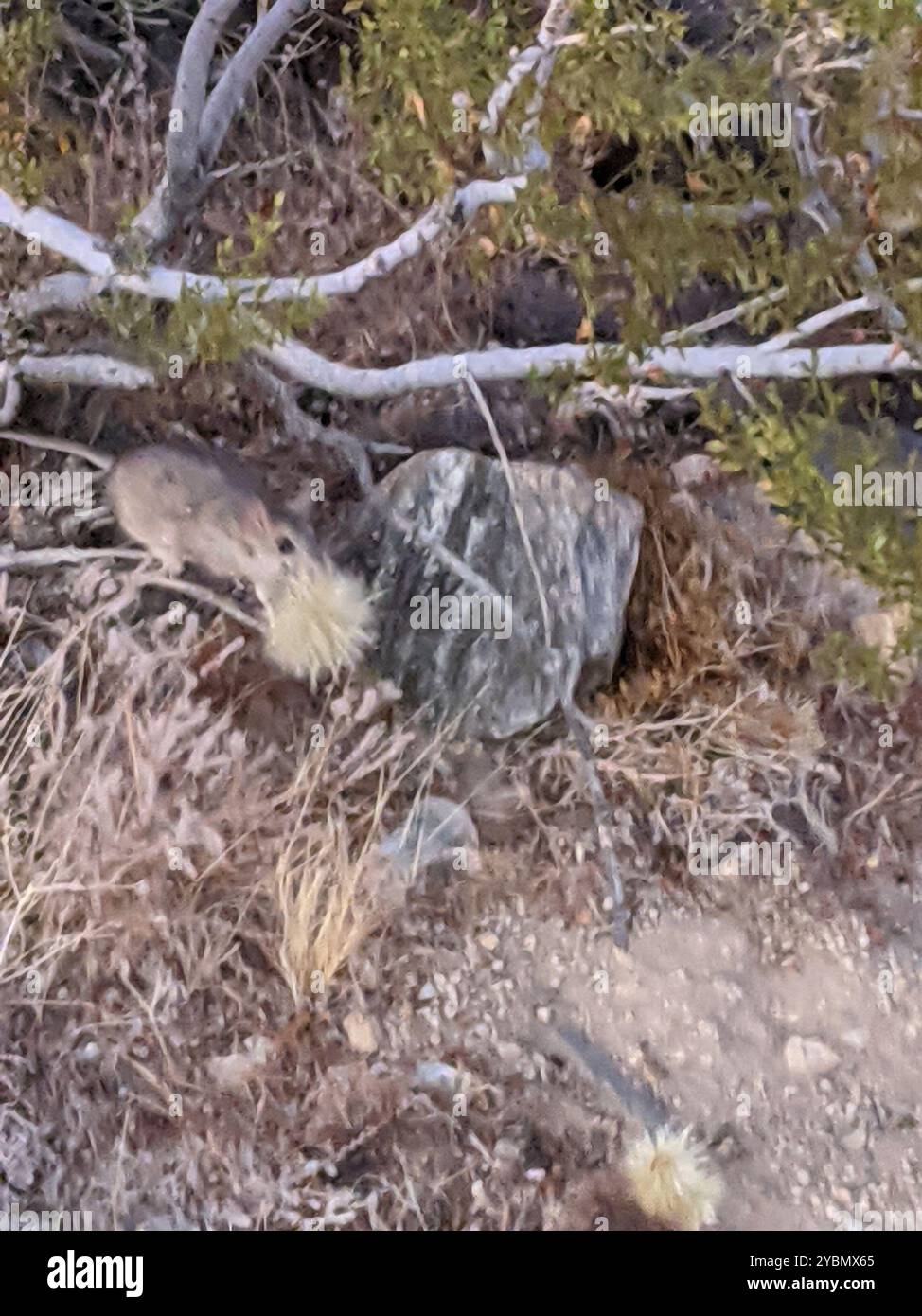 Desert Woodrat (Neotoma lepida) Mammalia Stock Photo - Alamy