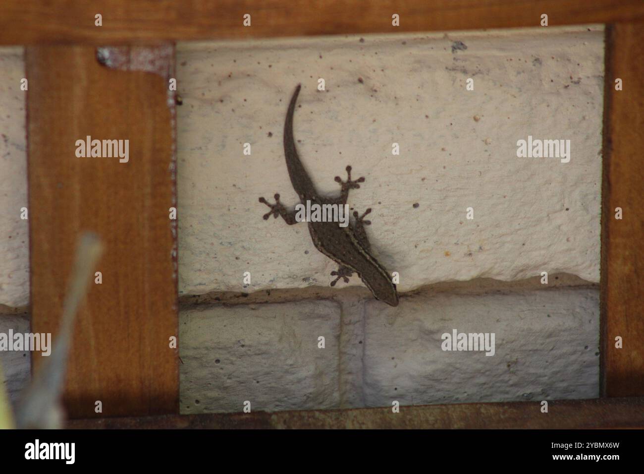 Common Dwarf Gecko (Lygodactylus capensis) Reptilia Stock Photo - Alamy