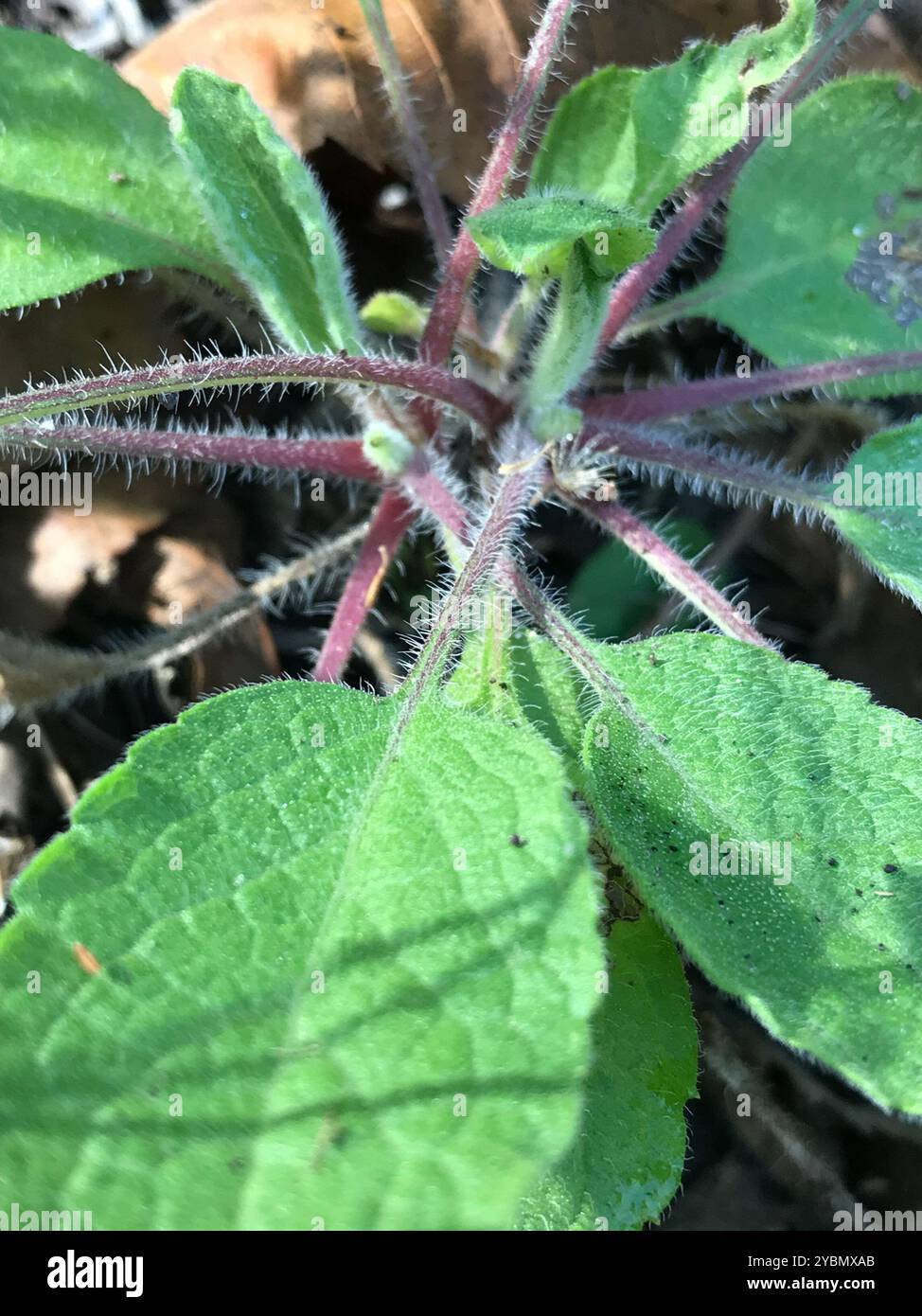 plants (Plantae) Plantae Stock Photo - Alamy