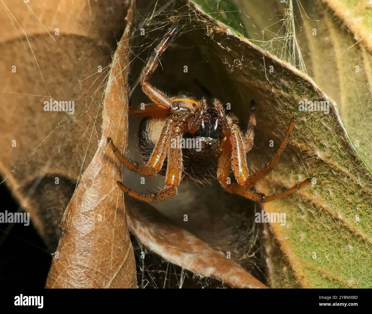 Nephilingis cruentata hi-res stock photography and images - Alamy
